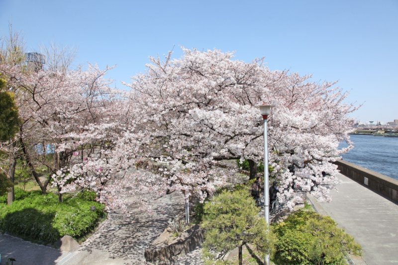 Sumida Park and Cherry Blossoms | Tokyo Photo Spots
